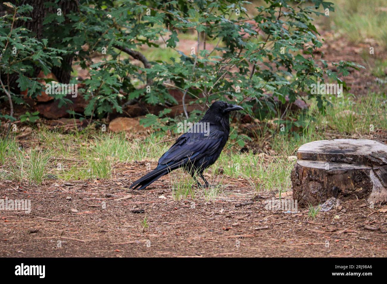 Common raven or Corvus cryptoleucus standing on the ground at the Woods ...
