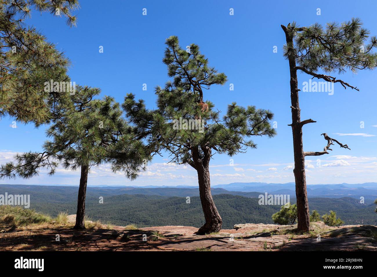 View some pine trees along the rim of the overlook at FS road 105 near ...