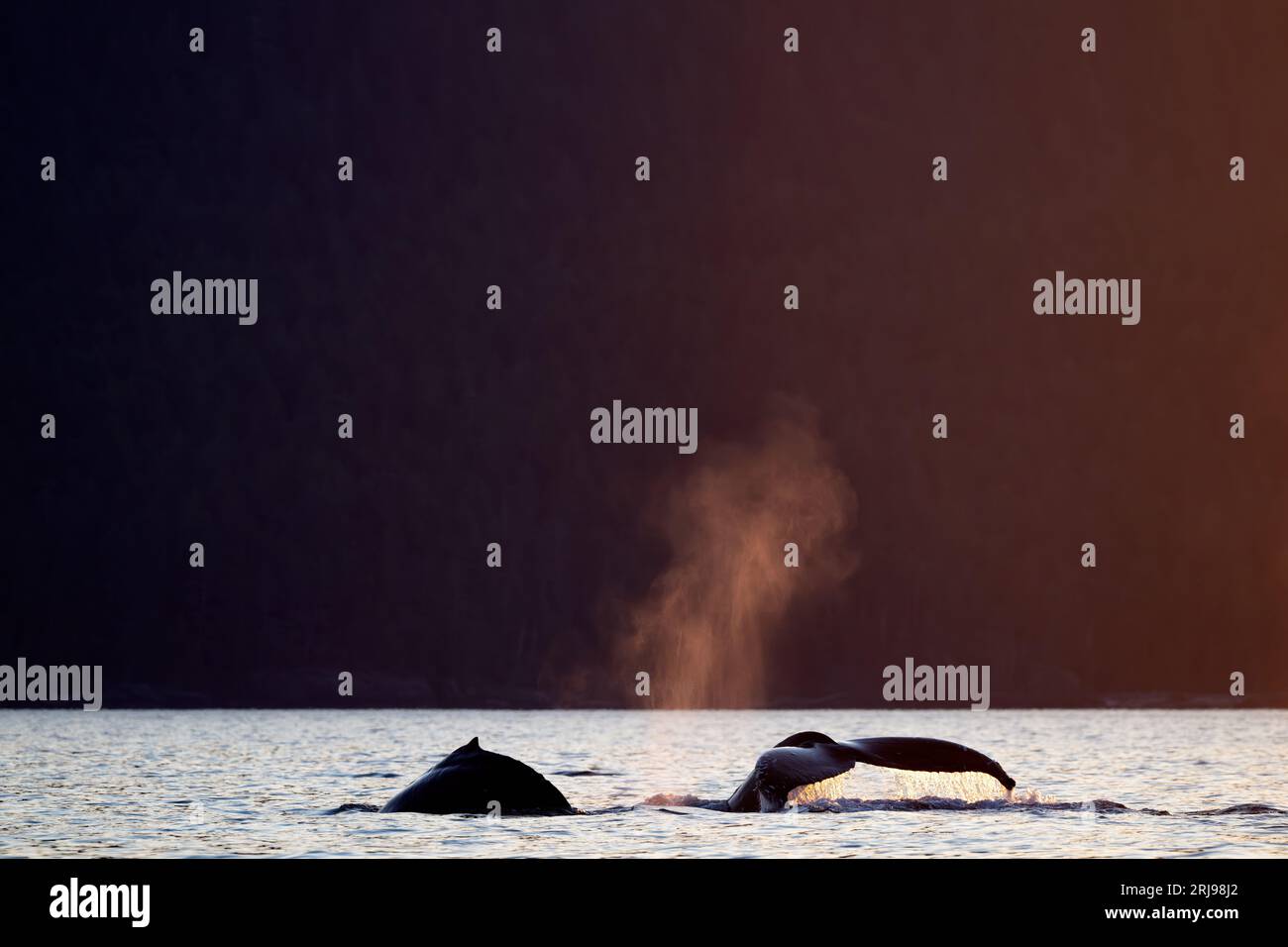 A majestic view of two humpback whales swimming alongside each other in ...
