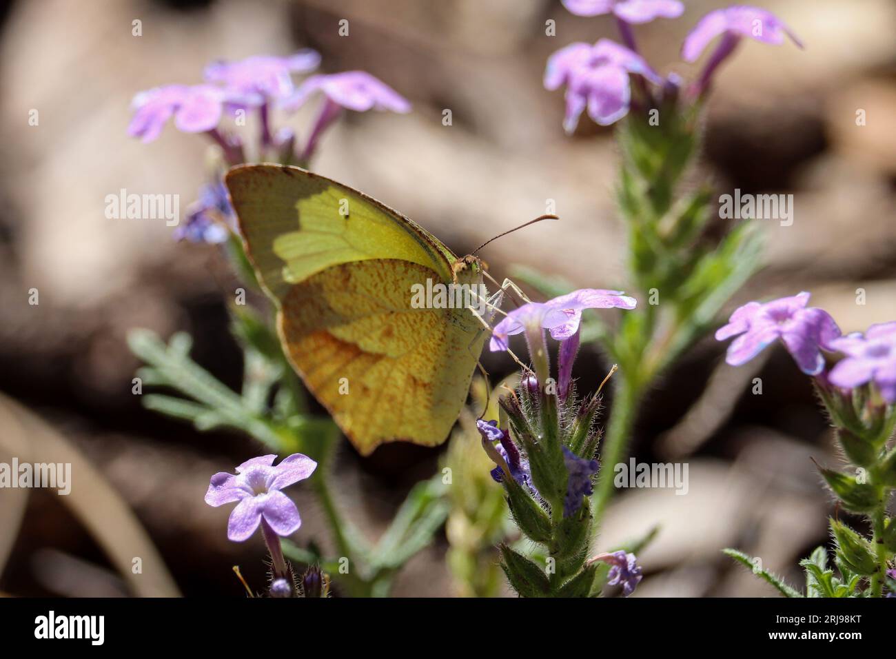 Mexican yellow or Eurema mexicana feeding on mock vervains at the ...