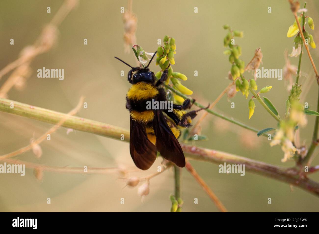 Sonoran bumblebee or Bombus sonorus feeding on sweet clover at the ...