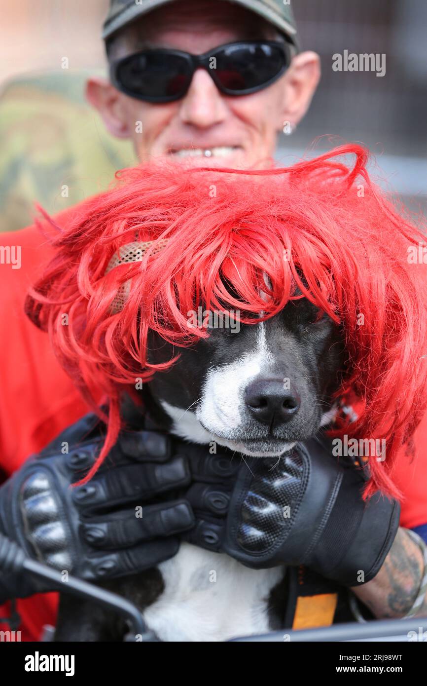 Ipswich, UK. 20th Aug, 2023. A dog in a red England wig joins England ...