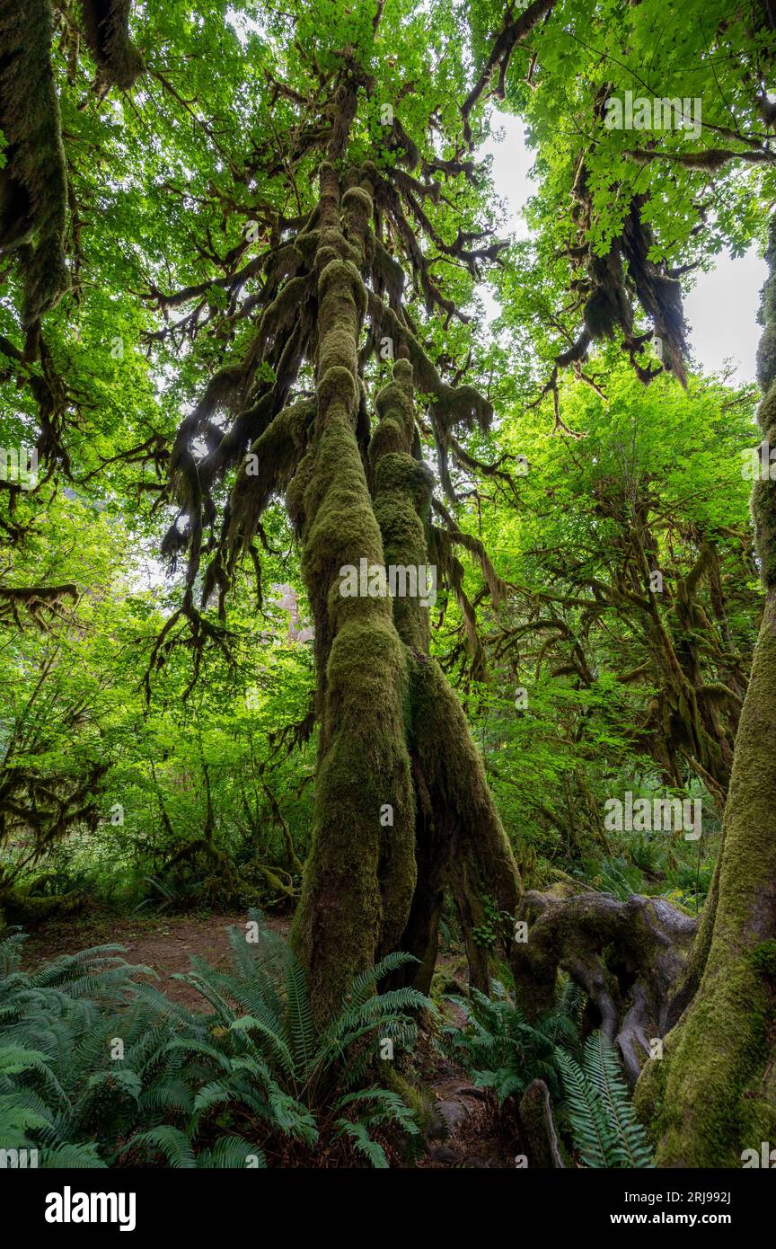 Heavily moss-draped trees amidst ferns on Hall of Mosses Trail in Hoh ...
