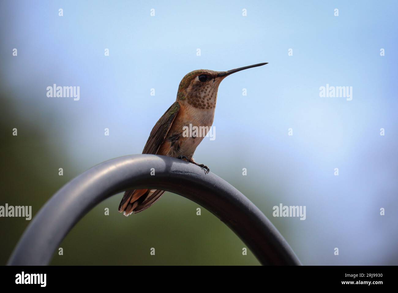 Female Broad-tailed hummingbird or Selasphorus platycercus perching on ...