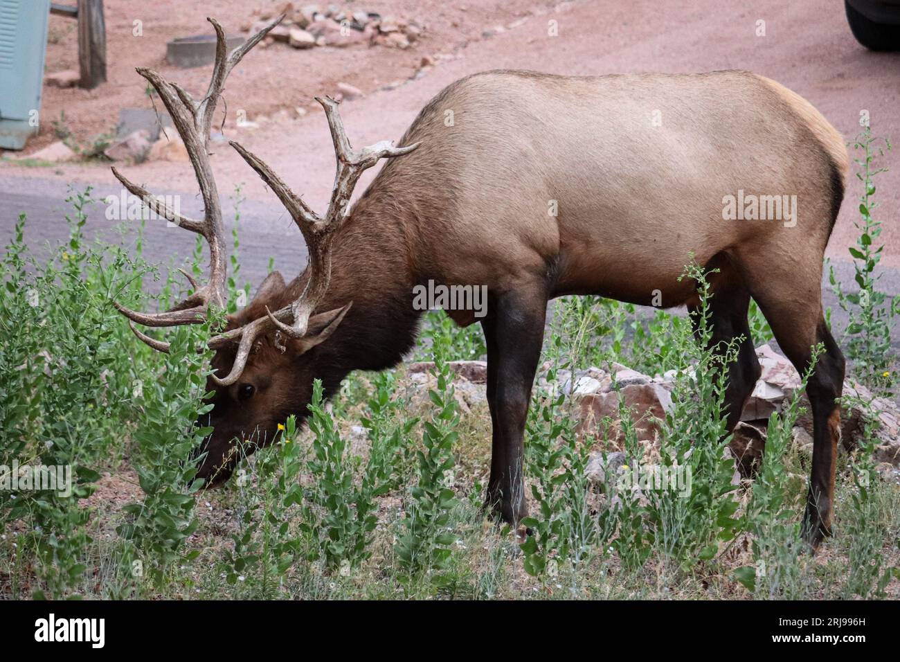 Bull elk or Cervus canadensis feeding on some weeds in a yard in Payson ...