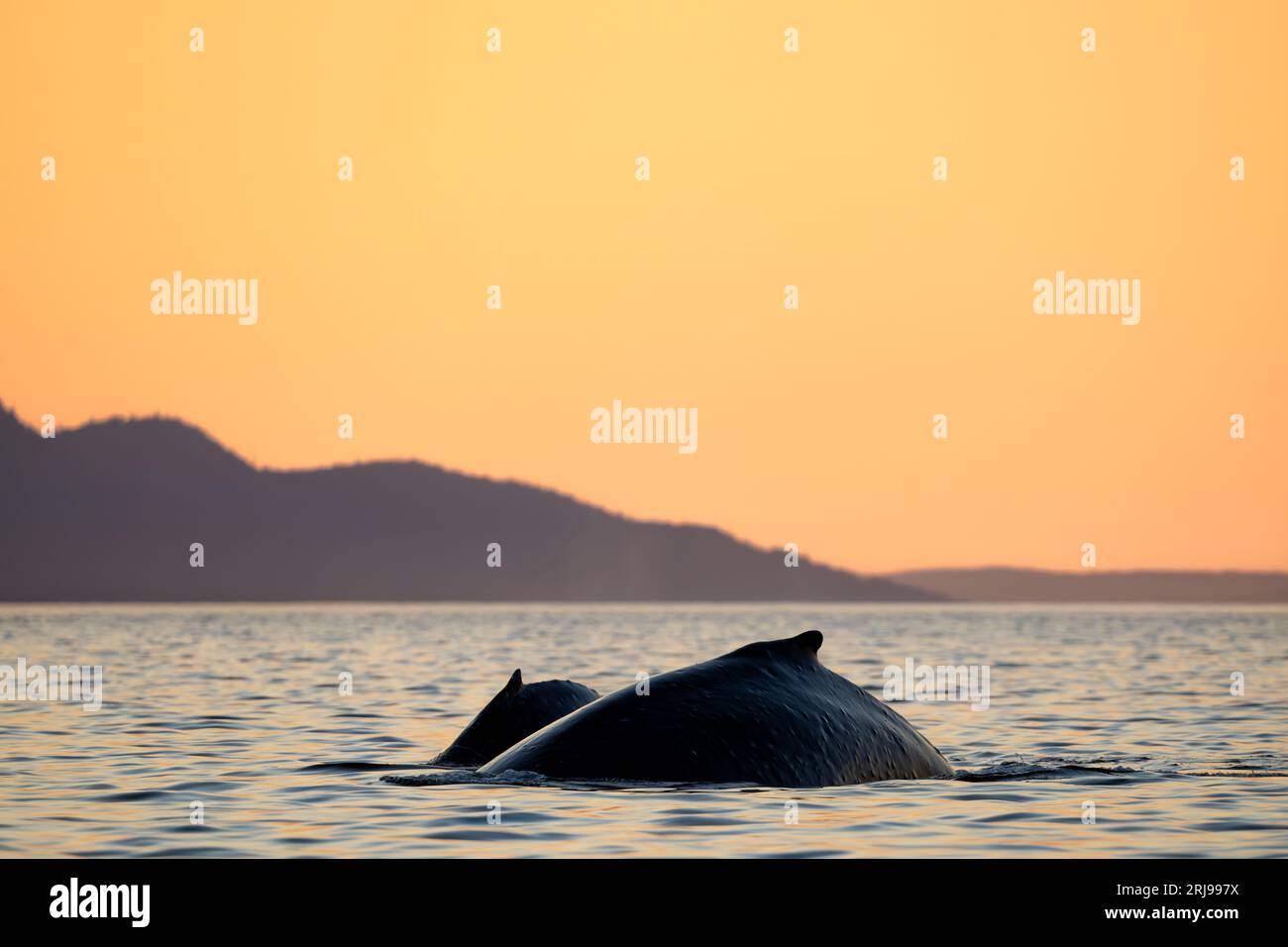 The two humpback whales swimming alongside each other in the ocean at ...