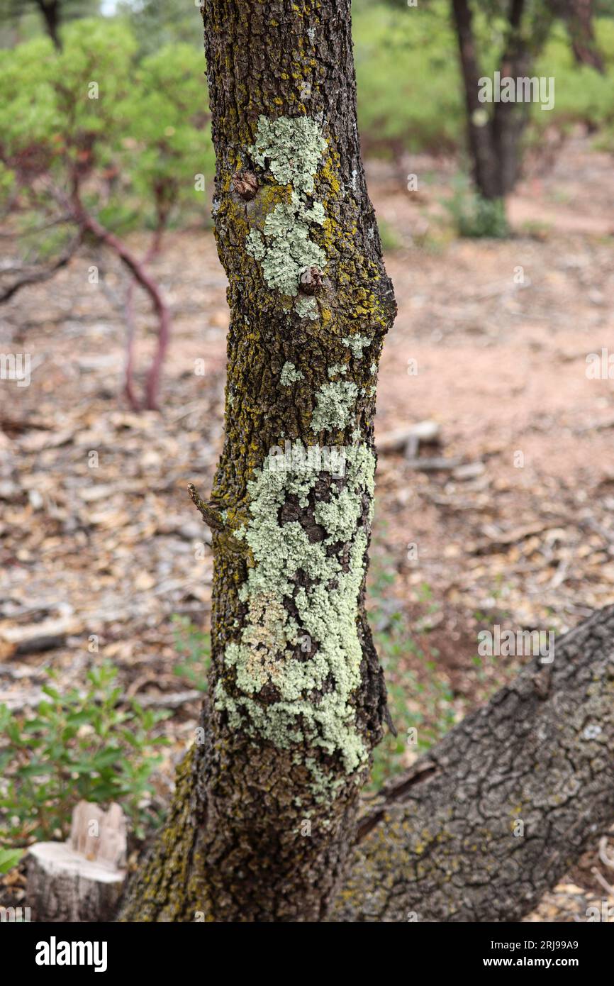 Lichen in the desert hi-res stock photography and images - Alamy