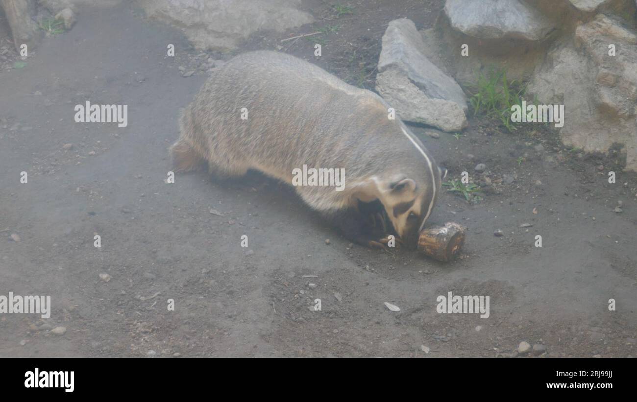 Los Angeles, California, USA 15th August 2023 American Badger at LA Zoo ...