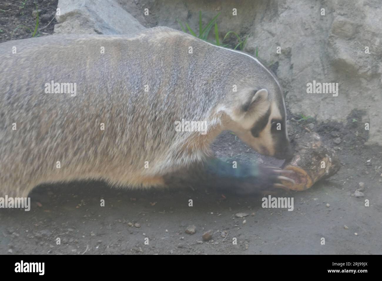 Los Angeles, California, USA 15th August 2023 American Badger at LA Zoo ...