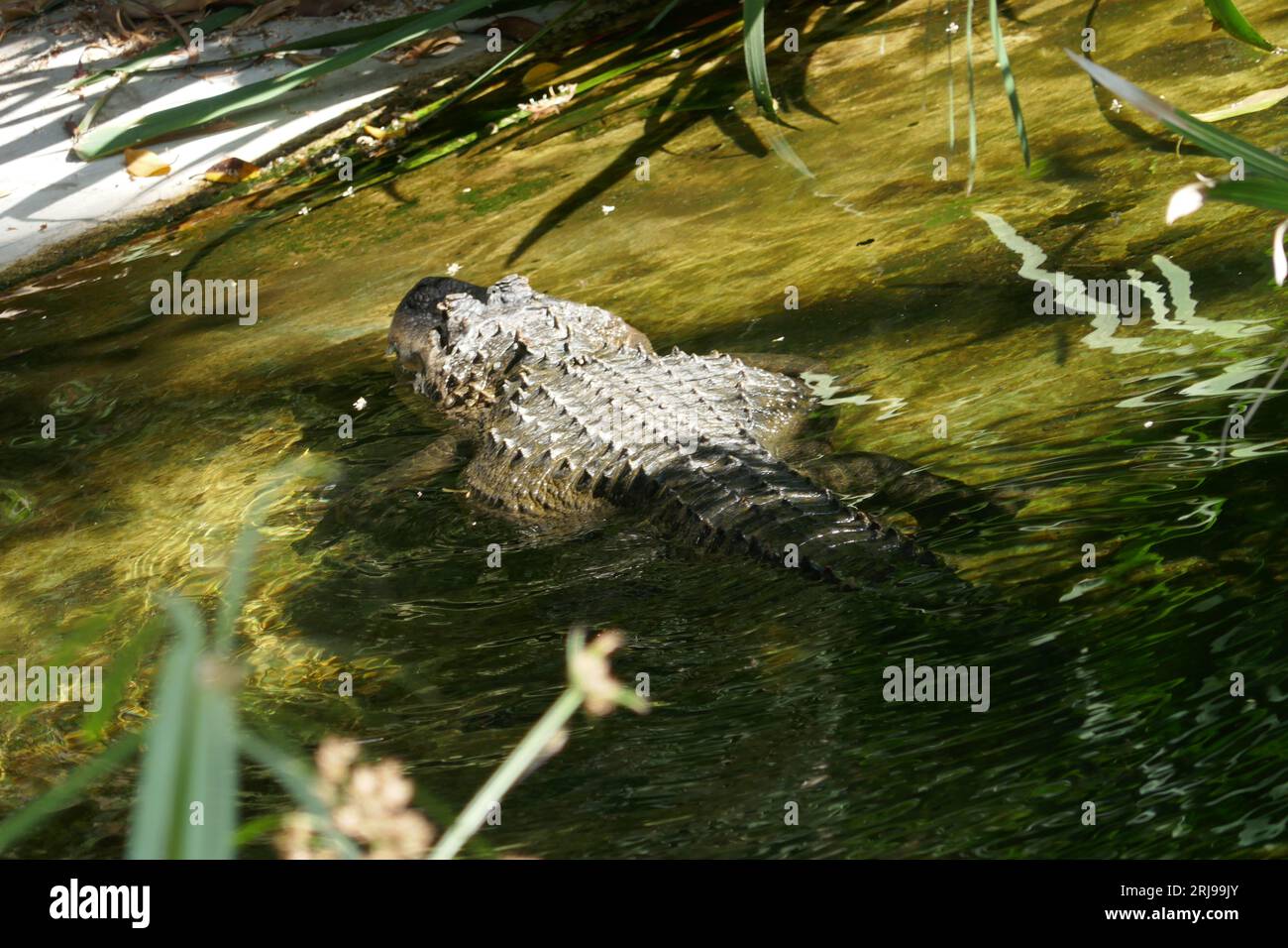 Los Angeles, California, USA 15th August 2023 American Alligator at LA ...