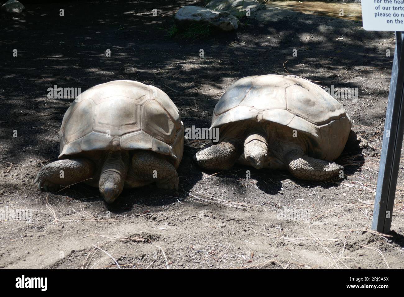 Los Angeles, California, USA 15th August 2023 Aldabra Tortoises at LA ...