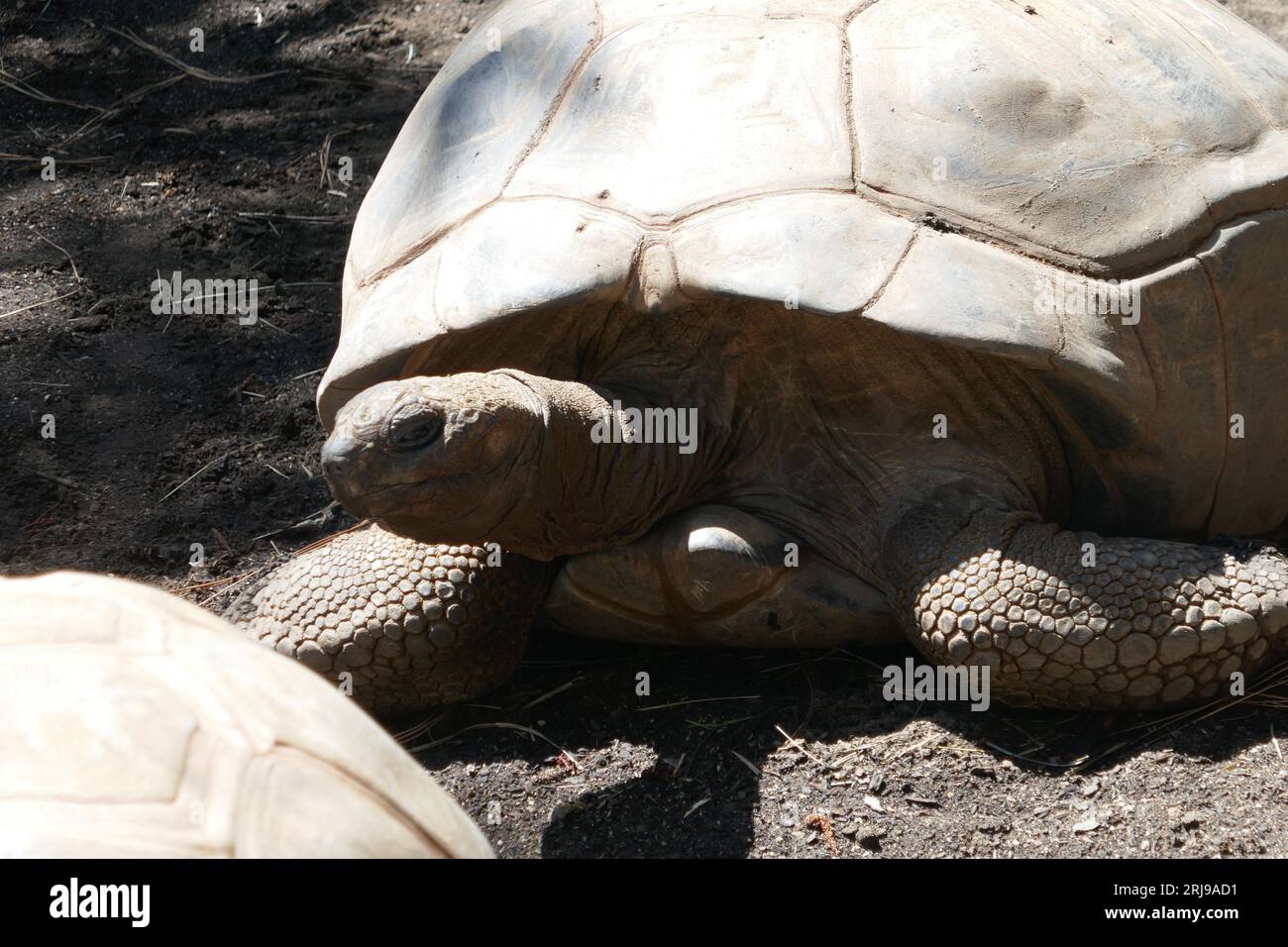 Los Angeles, California, USA 15th August 2023 Aldabra Tortoises at LA ...