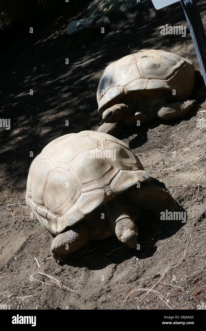 Los Angeles, California, USA 15th August 2023 Aldabra Tortoises at LA ...