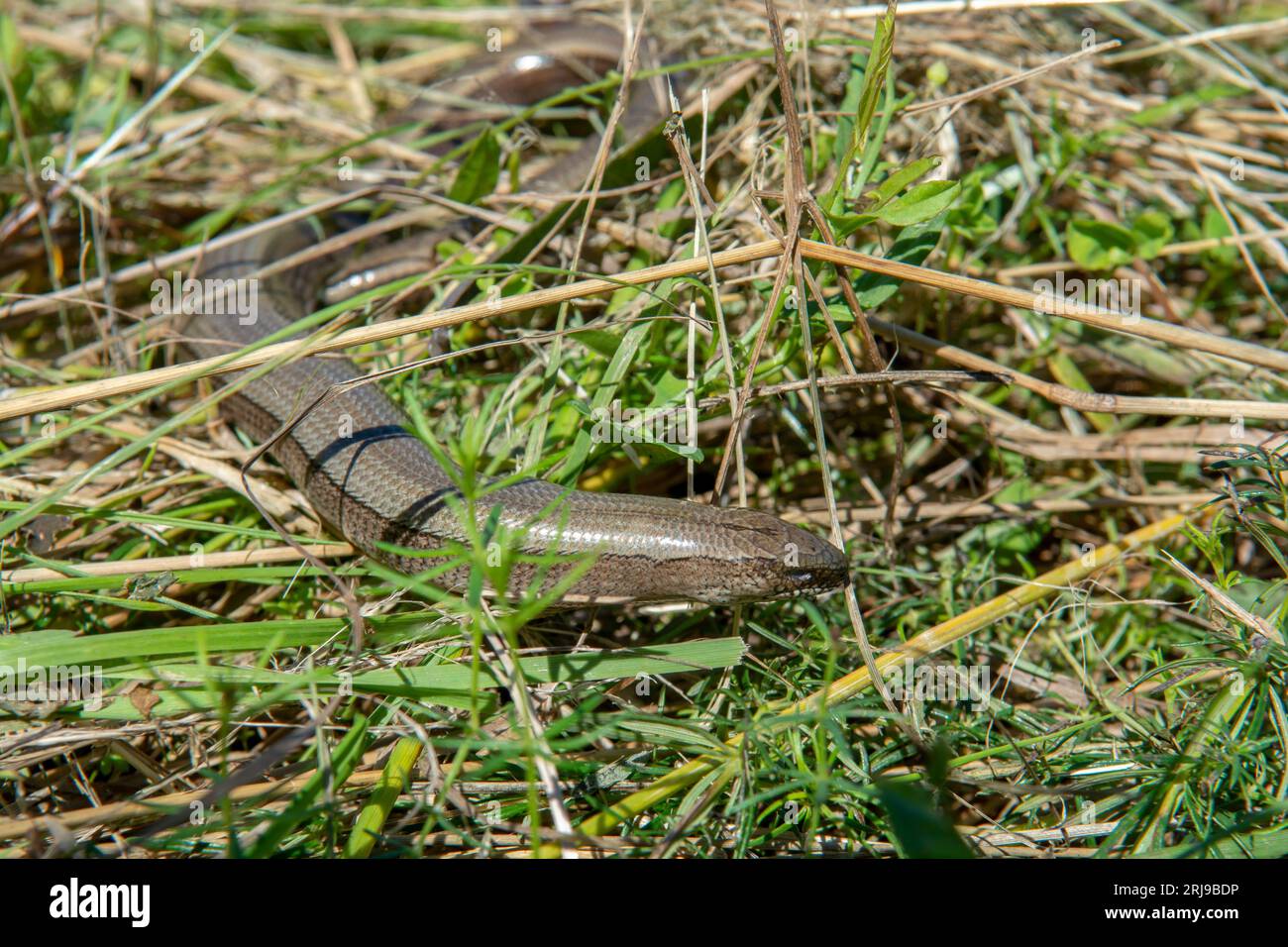 The slow worm (anguis fragilis) lying in the grass. A deaf adder, a ...