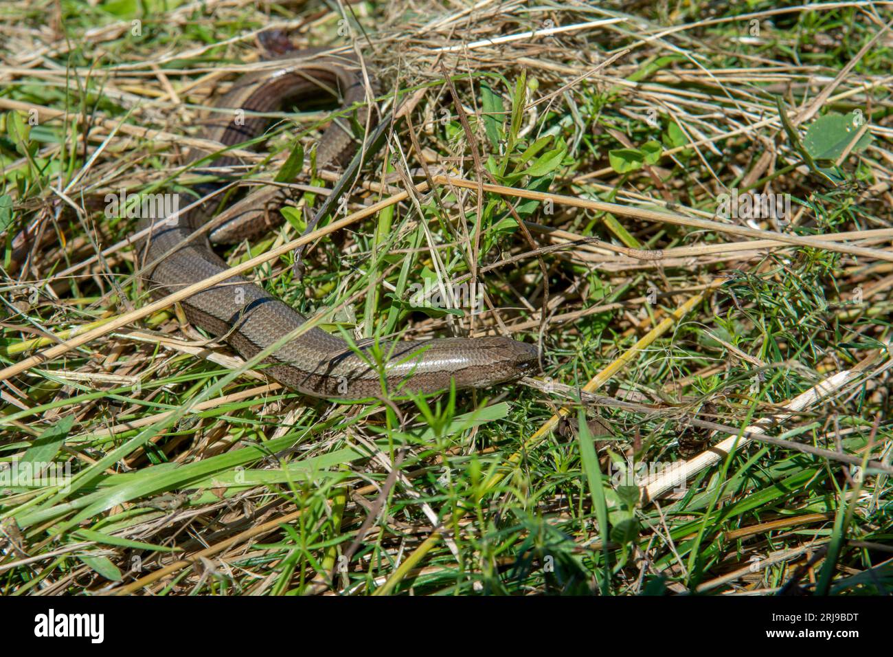 The slow worm (anguis fragilis) lying in the grass. A deaf adder, a ...
