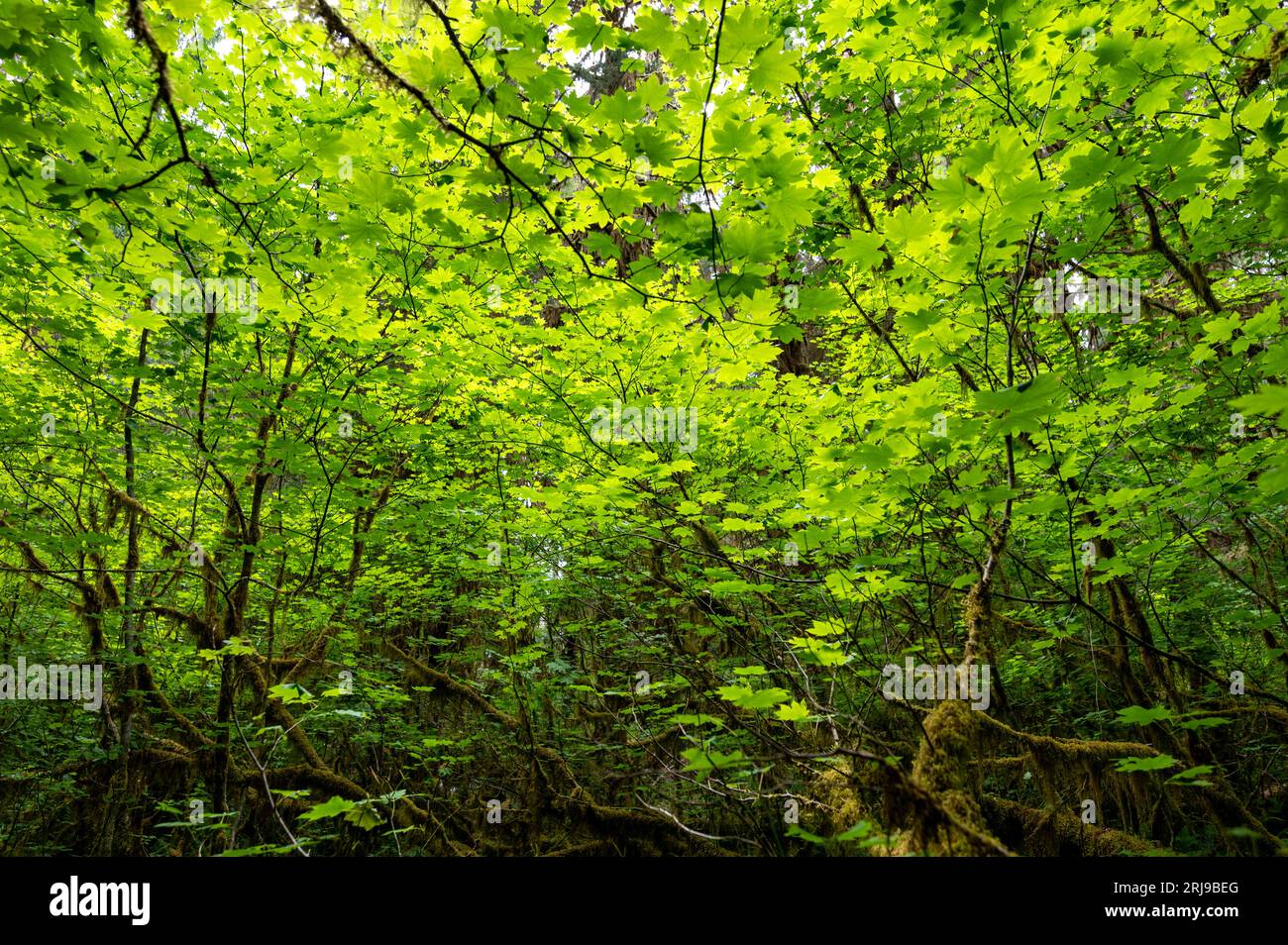Backlit tree leaf canopy in Hall of Mosses Trail in Hoh National ...