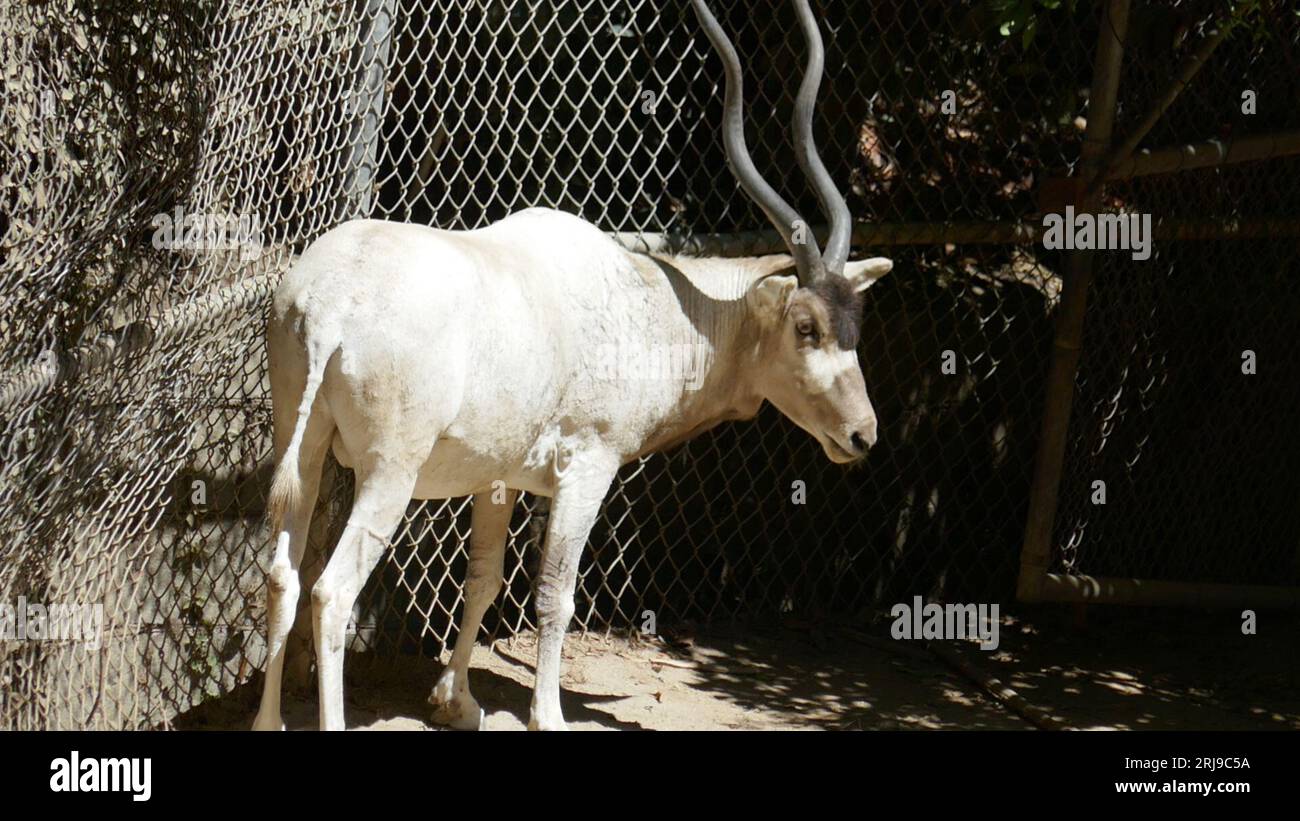 Los Angeles, California, USA 15th August 2023 Addax at LA Zoo on August ...