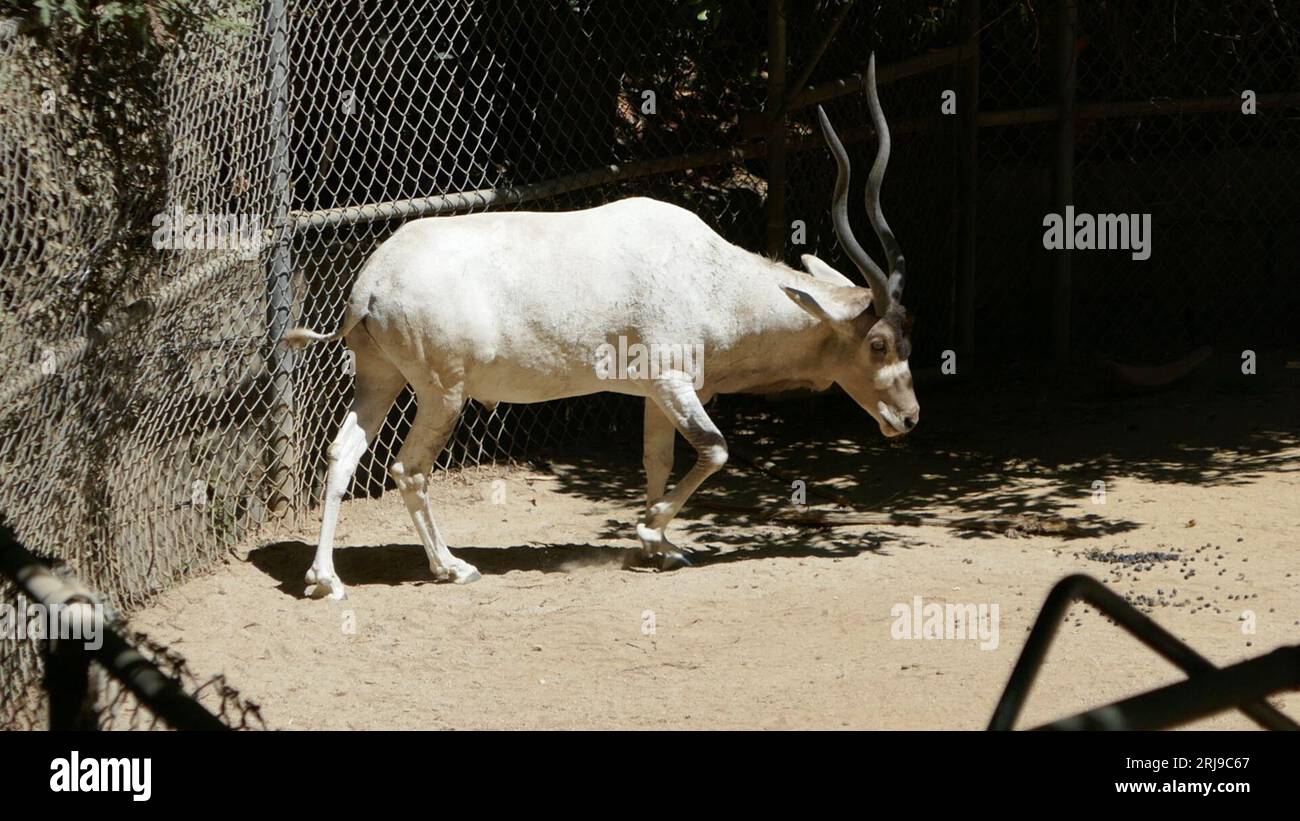 Los Angeles, California, USA 15th August 2023 Addax at LA Zoo on August ...