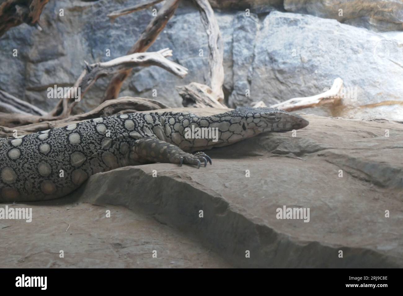 Los Angeles, California, USA 15th August 2023 Perente at LA Zoo on ...