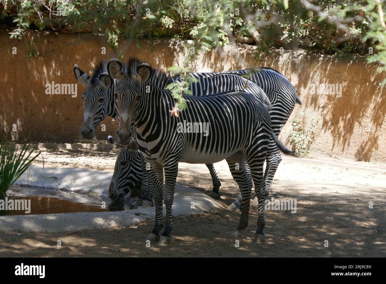 Los Angeles, California, USA 15th August 2023 GrevyÕs Zebras at LA Zoo ...