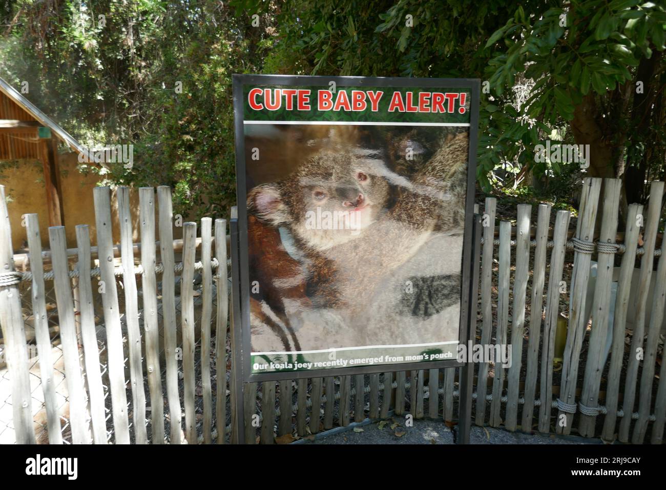 Los Angeles, California, USA 15th August 2023 Koala Cute Baby Alert ...