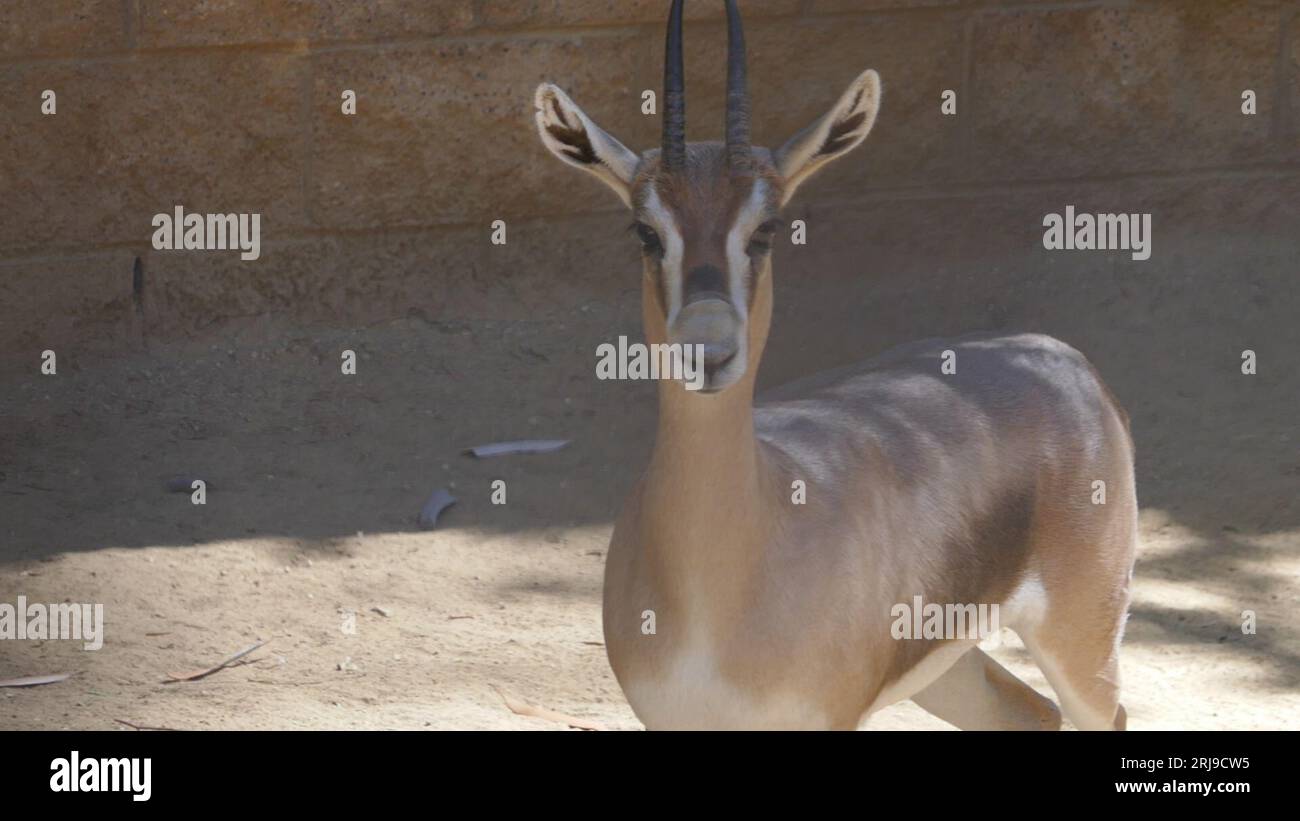 Los Angeles, California, USA 16th August 2023 SpekeÕs Gazelle at LA Zoo ...