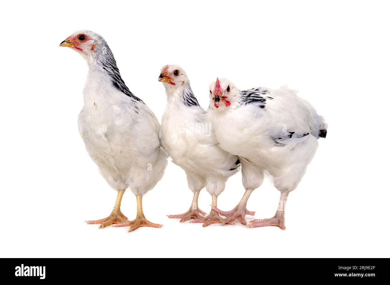 Chickens is standing and looking. Isolated on a white background Stock ...