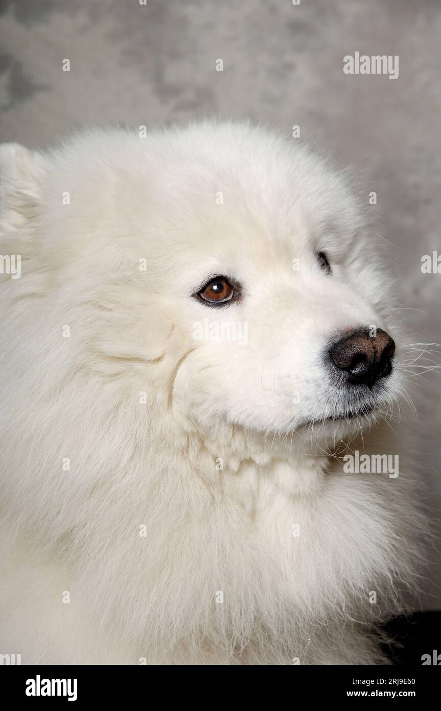 Samoyed dog with sad face Stock Photo - Alamy