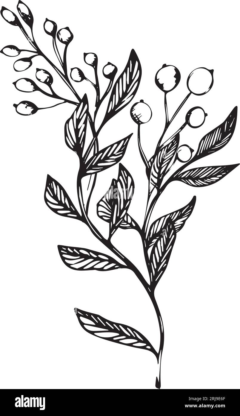 Vector set of branch with berries. ink hand drawing wild plants and ...