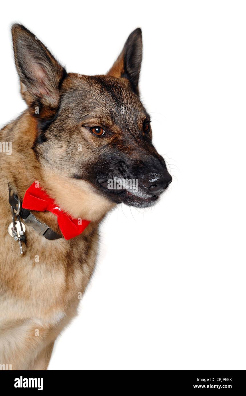 Portrait angry looking dog staring hi-res stock photography and images ...