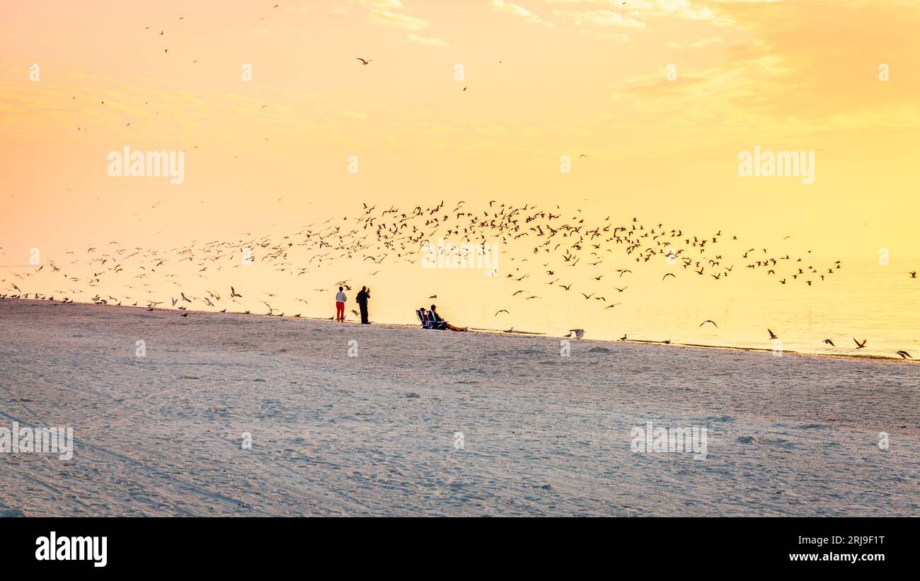 A flock of seagulls flying over a beach on the Gulf coast of Florida ...