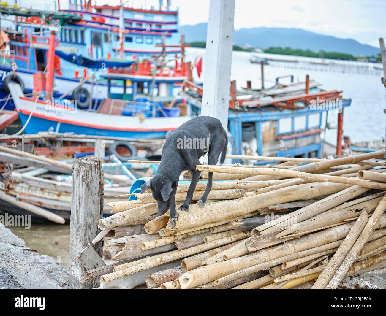 Bamboo floor dog hi-res stock photography and images - Alamy