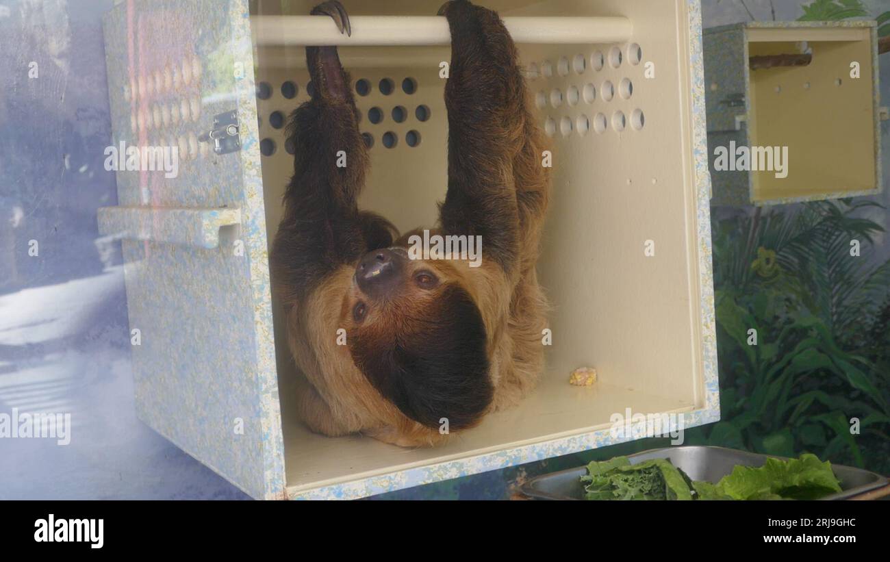 Los Angeles, California, USA 17th August 2023 LinneÕs Two-toed Sloth at ...