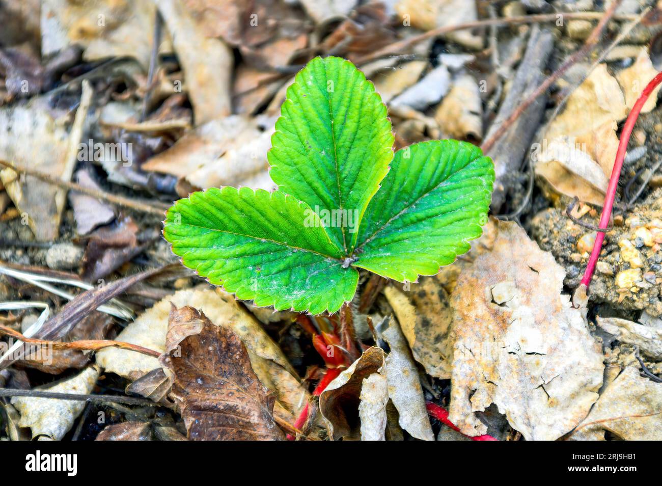 The first fresh strawberry sprout in last year's dry foliage. spring ...