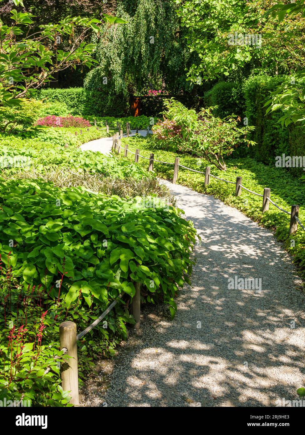 A scenic pathway leading through a lush, green park with multiple trees ...