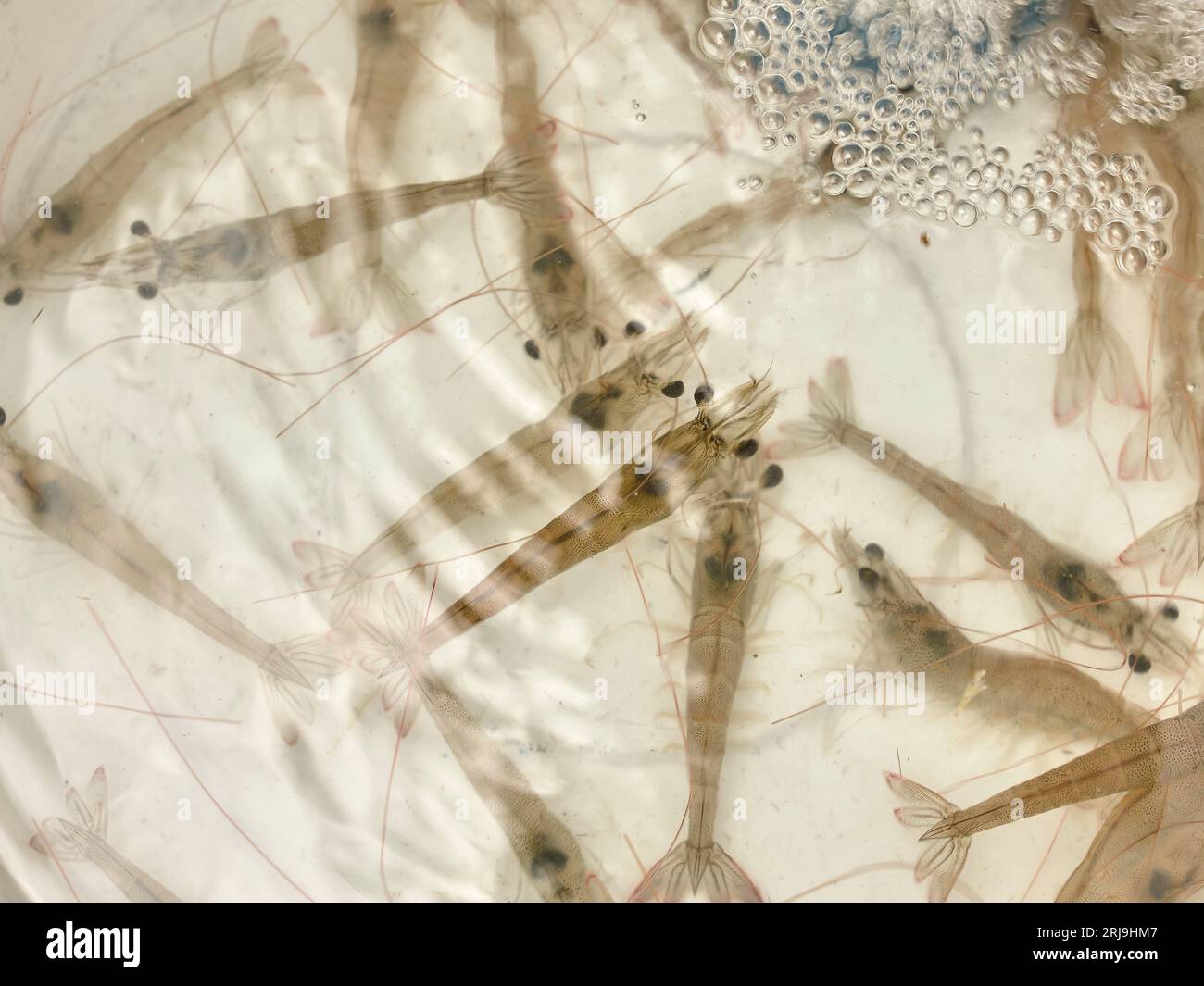 Brown bait shrimp swimming around in water in a white bait bucket Stock ...