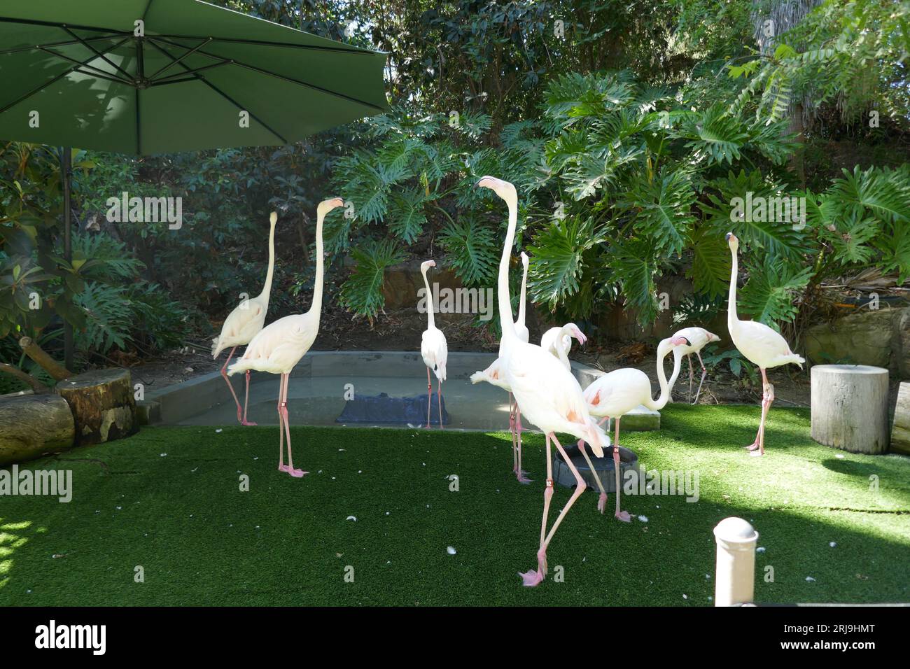 Los Angeles, California, USA 17th August 2023 Flamingos at LA Zoo on ...