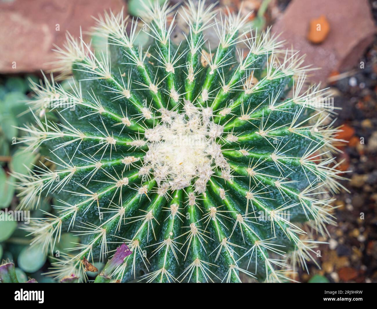 A close-up of a prickly, round Golden barrel cactus Stock Photo - Alamy
