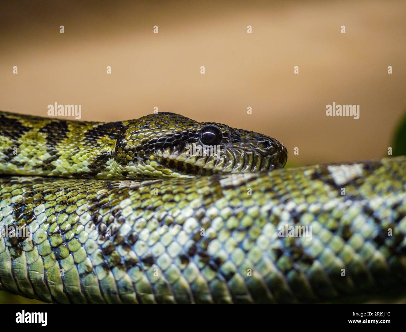A close-up of a Madagascar tree boa snake with gorgeous green scales ...