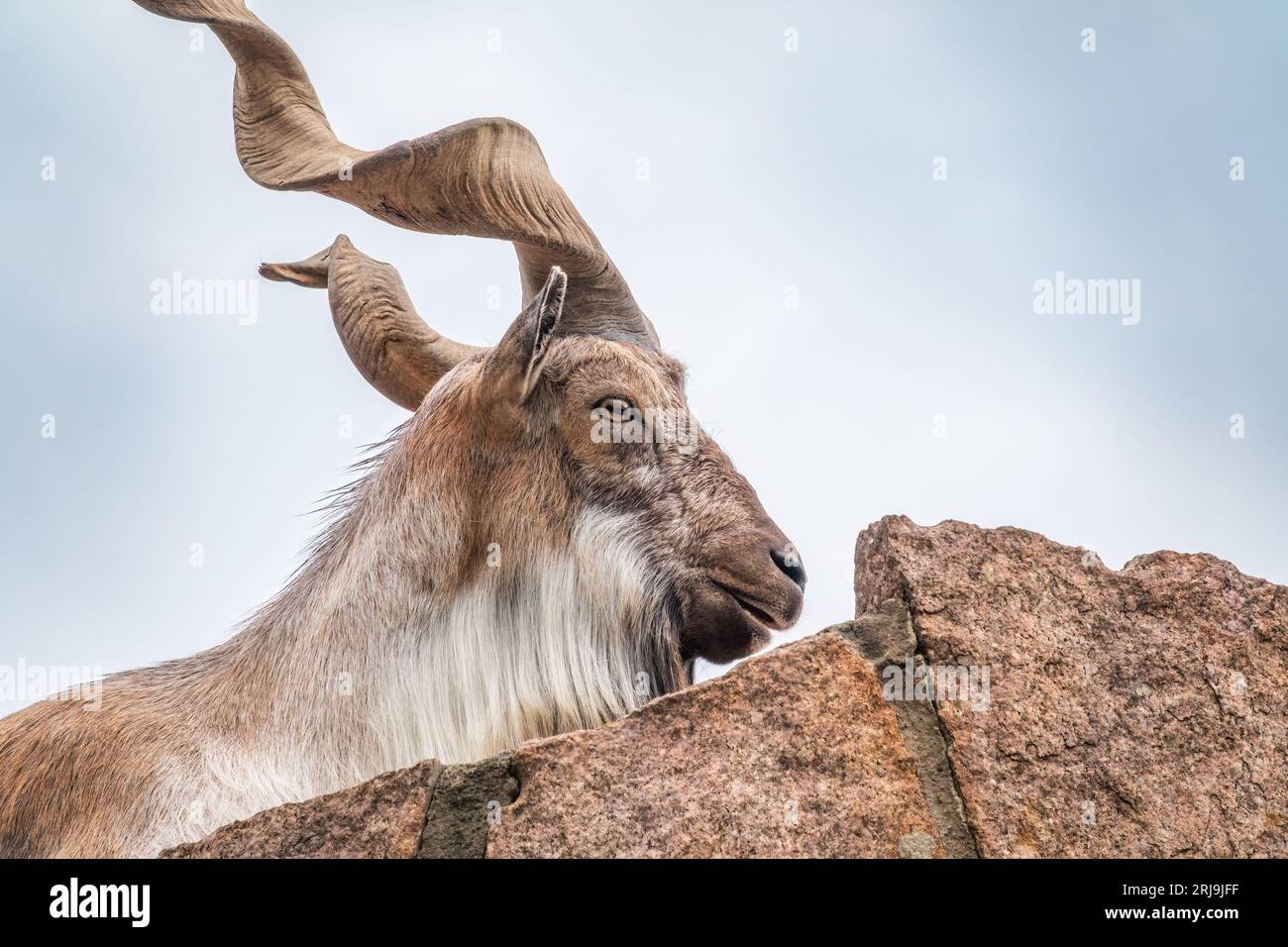 Close-up portrait of Markhor, Capra falconeri, wild goat native to ...