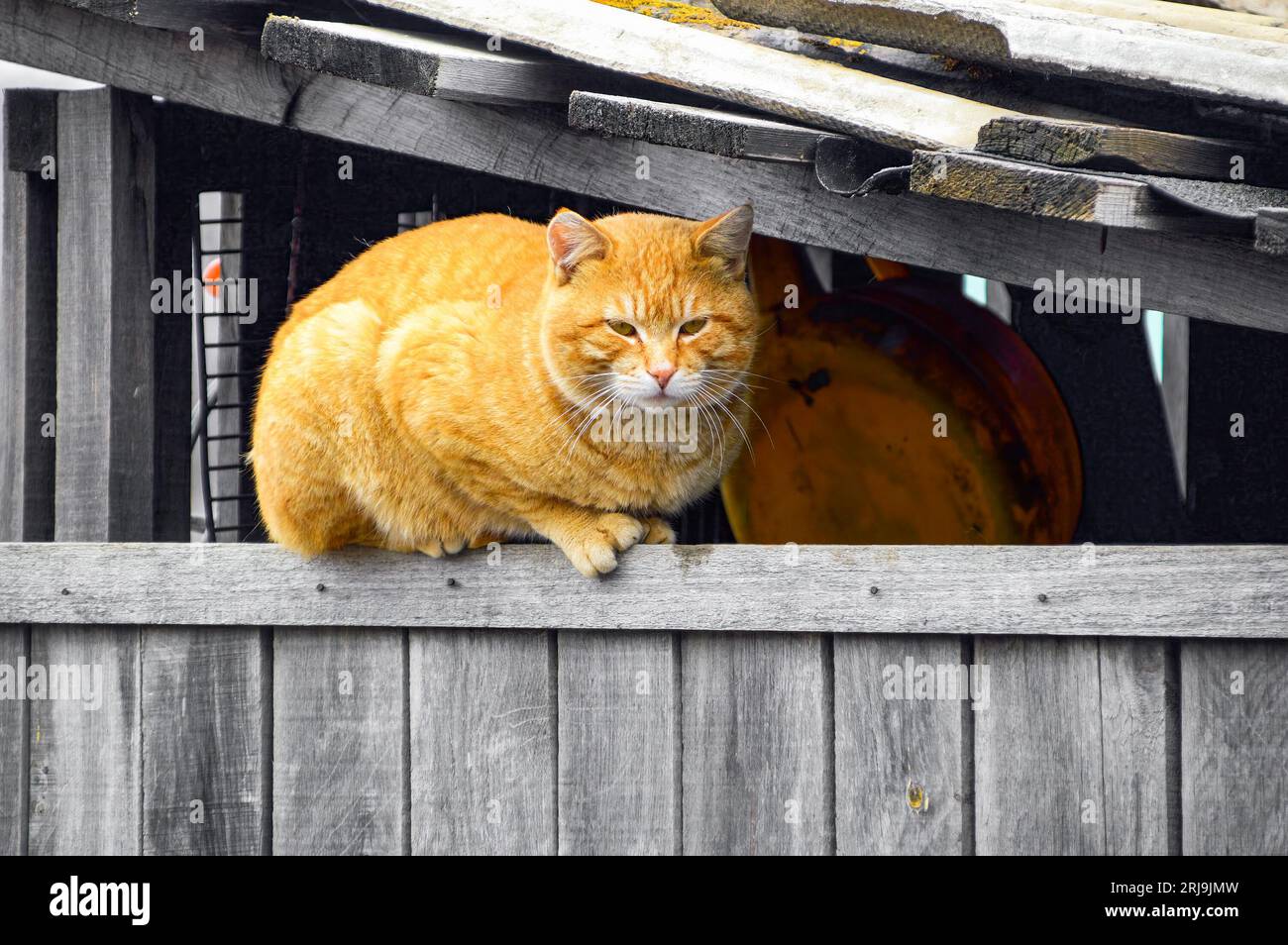 Street fat red cat lying on the fence Stock Photo - Alamy