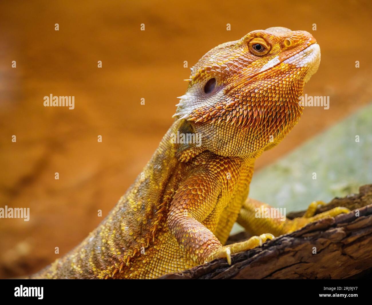 Dragon standing hi-res stock photography and images - Alamy