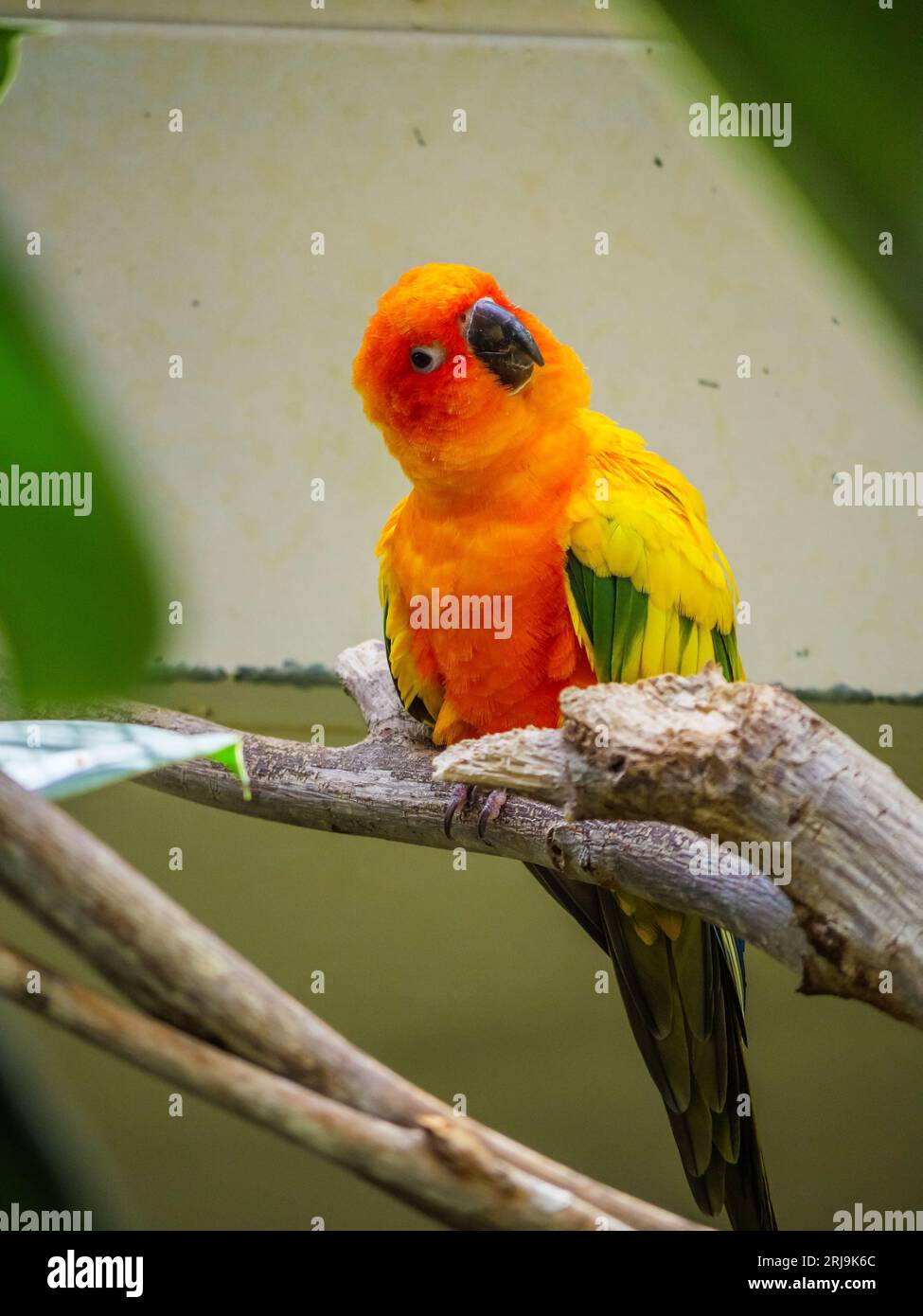 A vibrant sun conure sitting on a tree branch with its head tilted ...