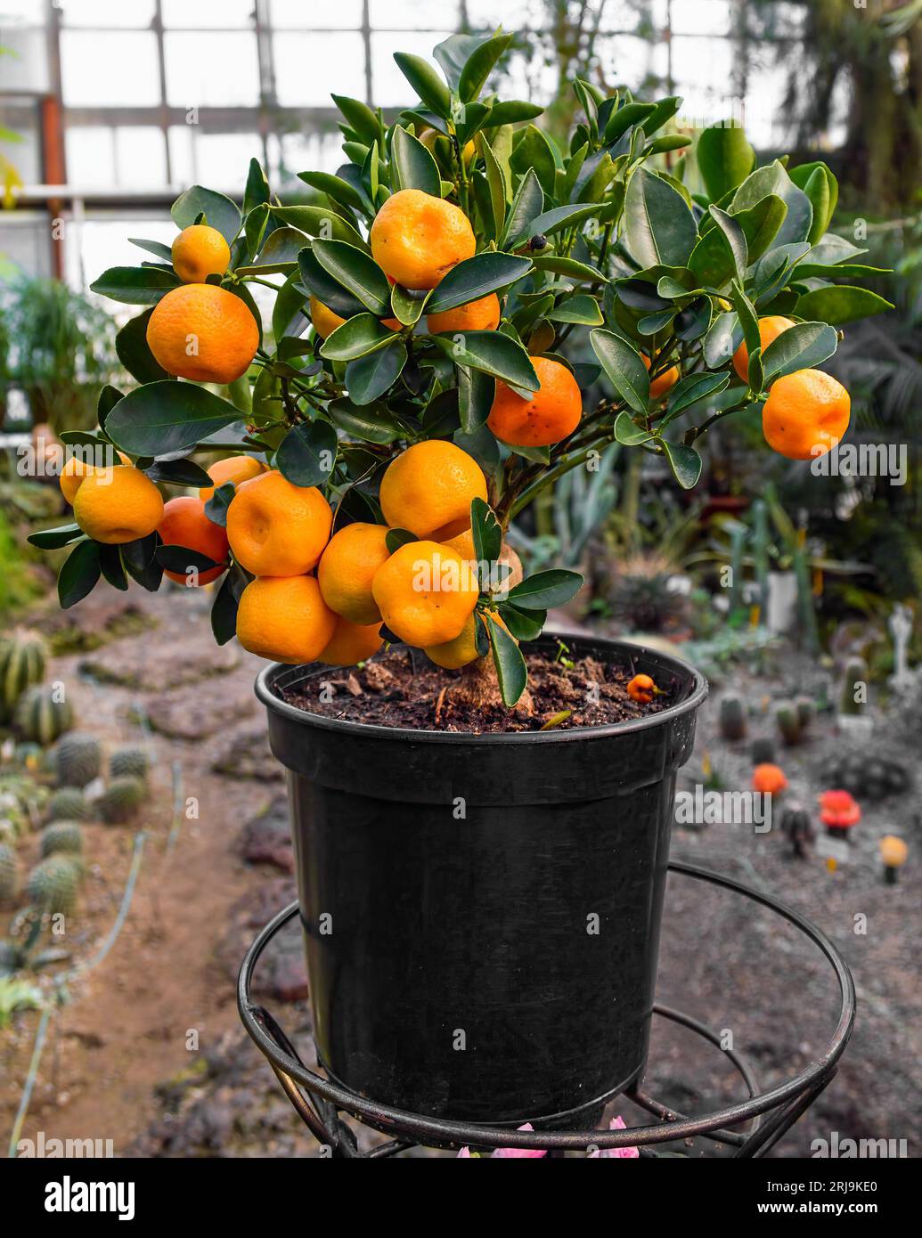 Citrofortunella microcarpa hi-res stock photography and images - Alamy