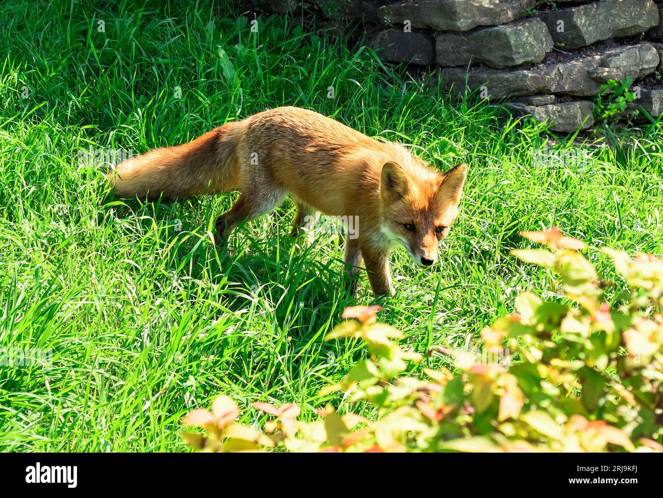 East russian red fox hi-res stock photography and images - Alamy