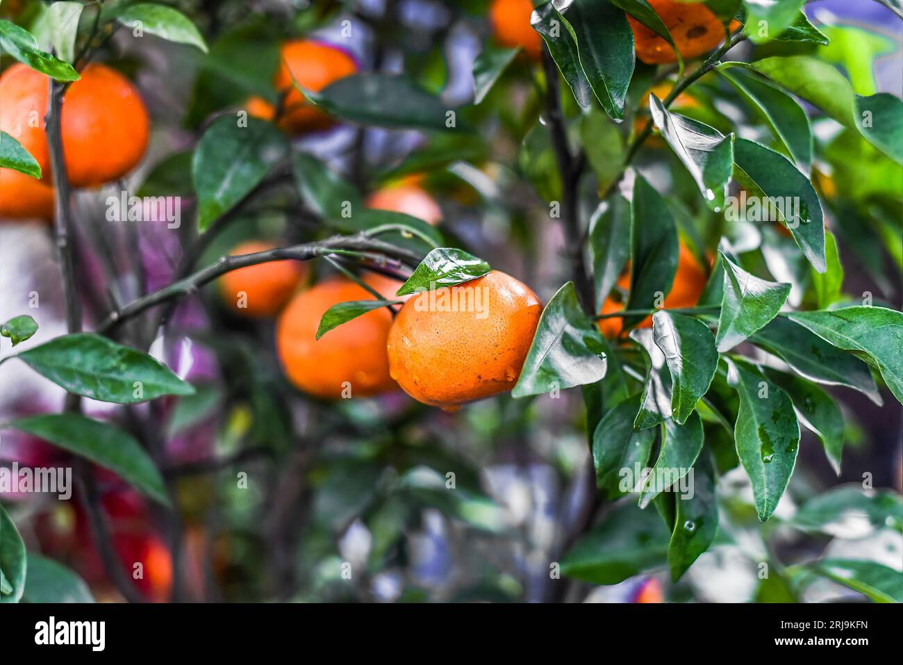 Myrtifolia hi-res stock photography and images - Alamy