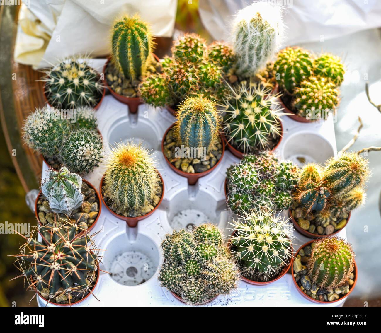 Top view potted houseplant hi-res stock photography and images - Alamy