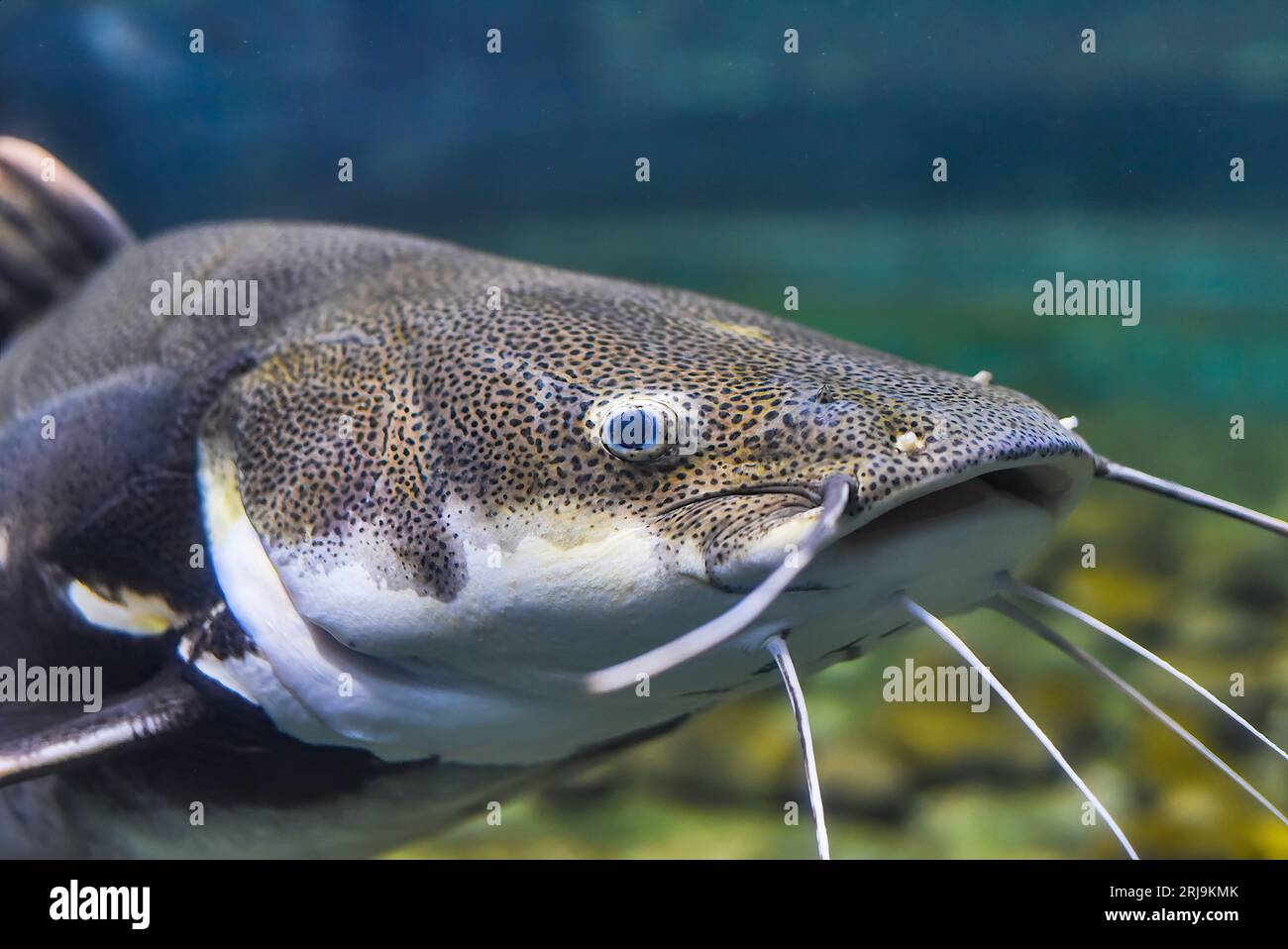 Cat aquarium hi-res stock photography and images - Alamy