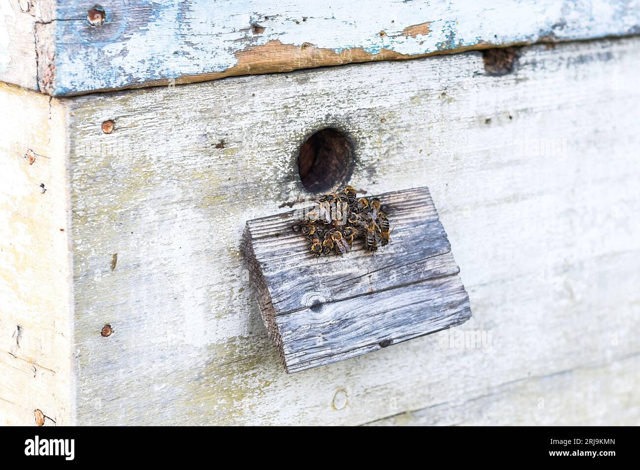 Bee hive entrance with bees Stock Photo - Alamy
