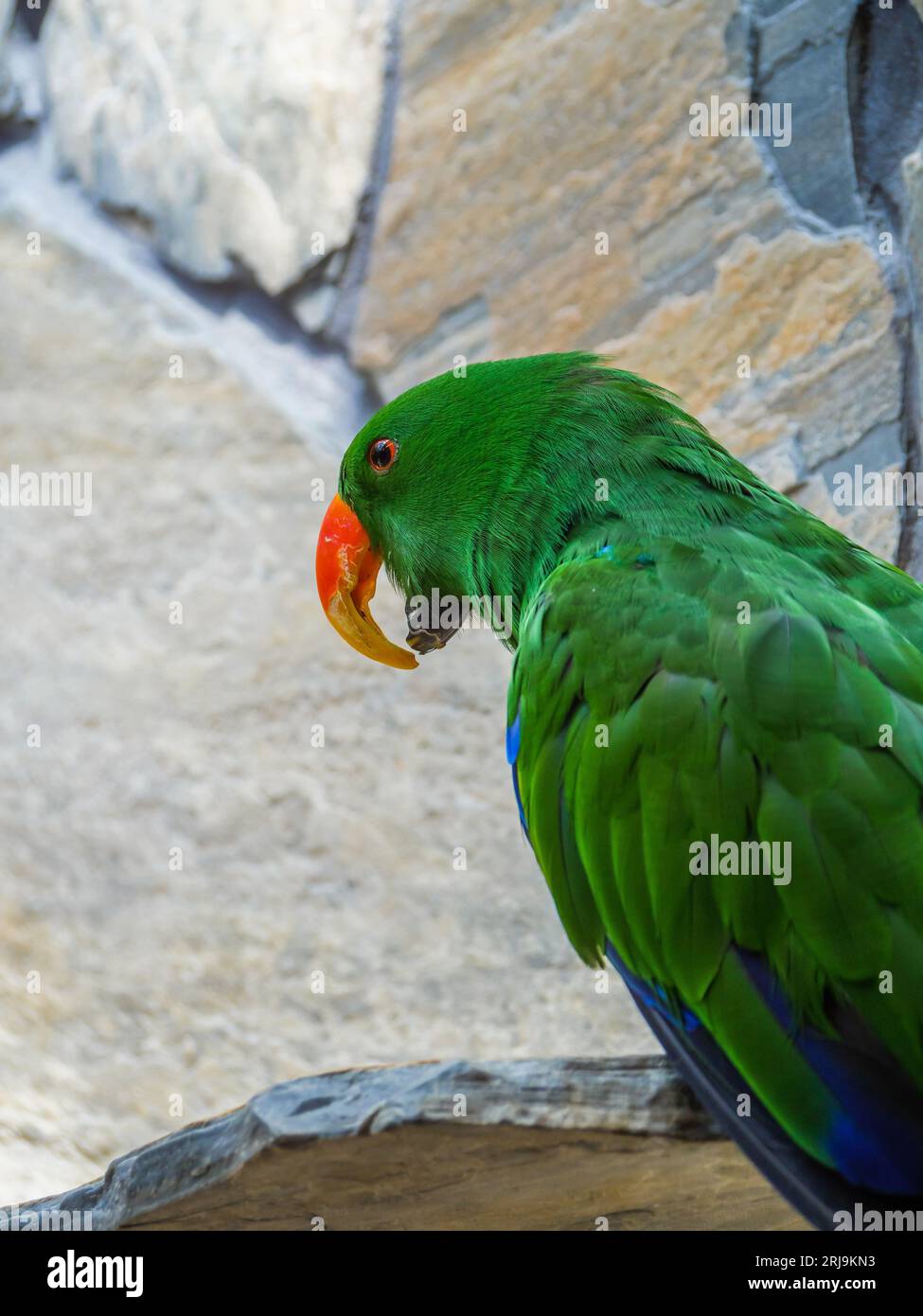 Vibrant eclectus parrot hi-res stock photography and images - Alamy